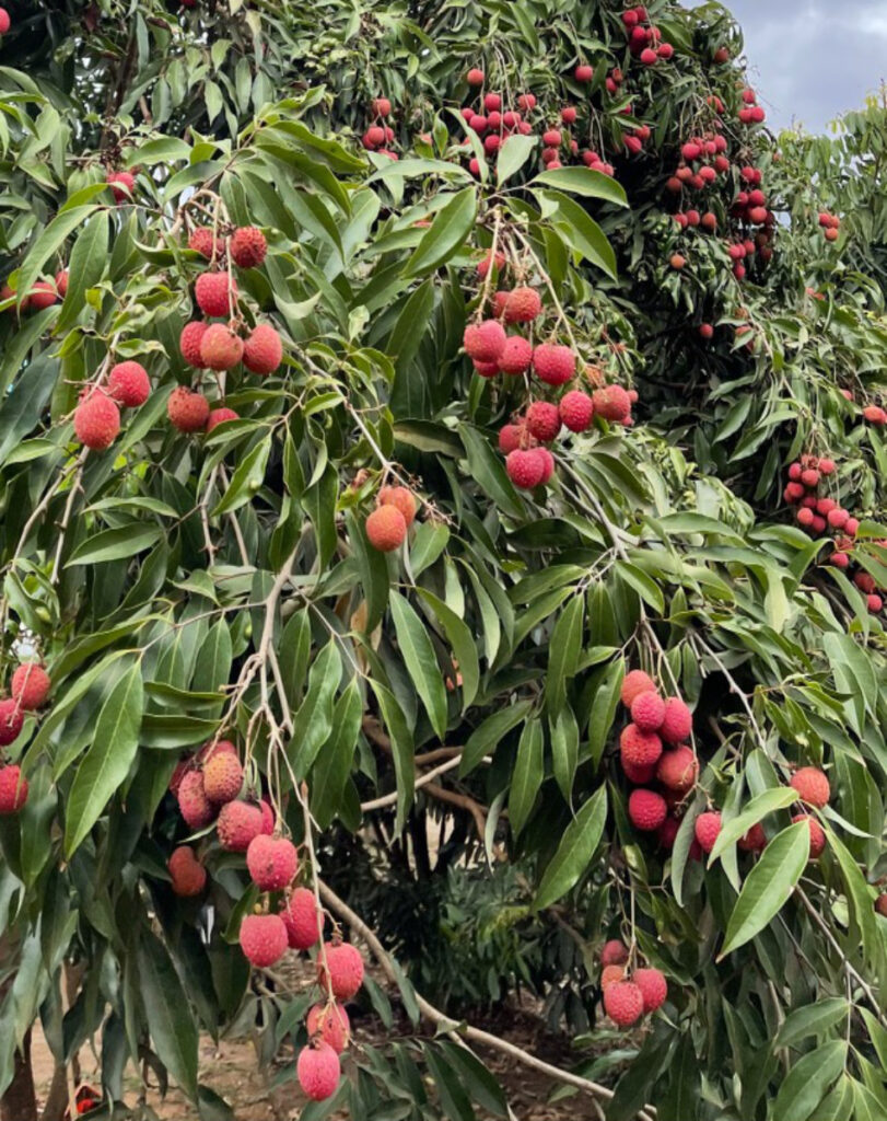 Kunia Loa Ridge Farmlands – Seeking the best for our Families, our ...