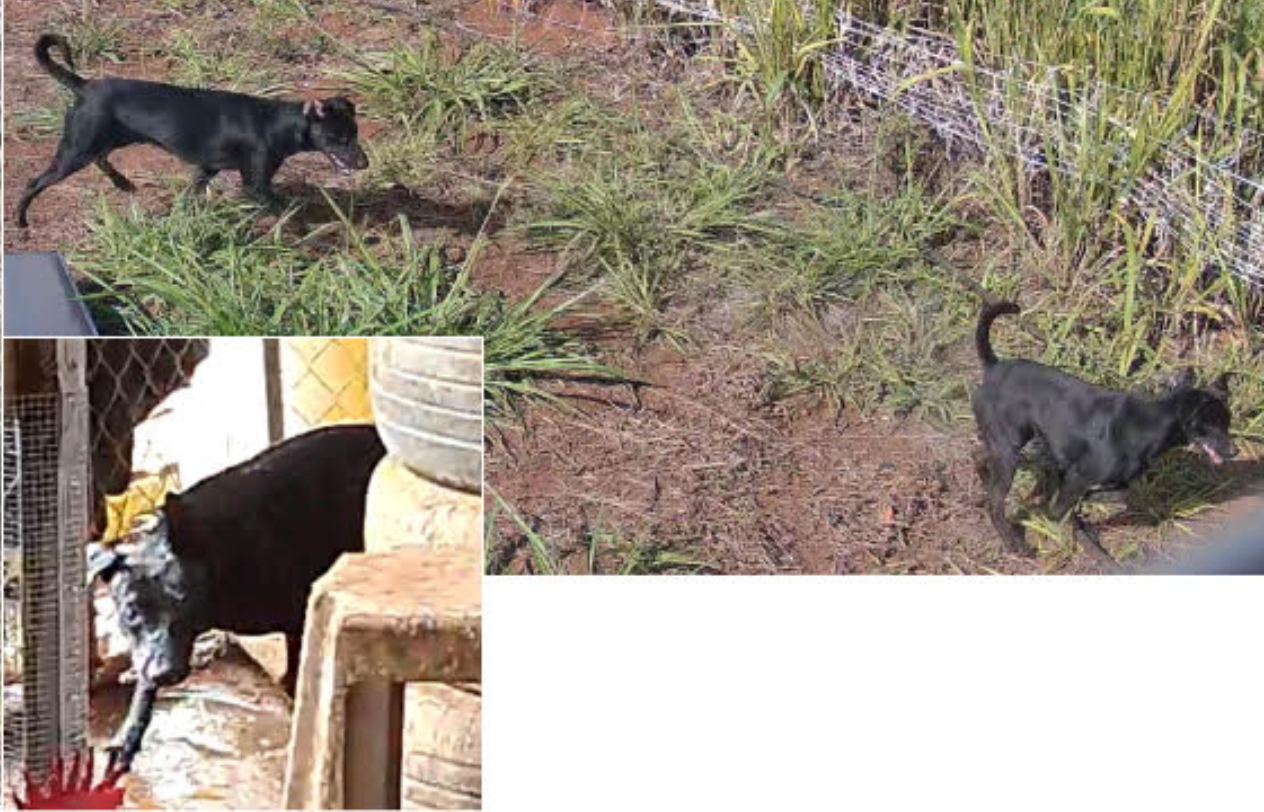 Dog Attacks – Kunia Loa Ridge Farmlands