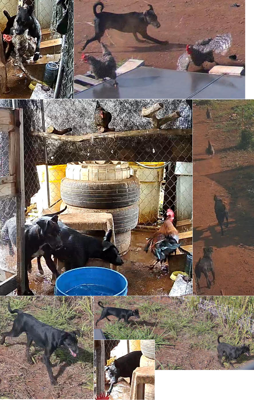 Dog Attacks – Kunia Loa Ridge Farmlands